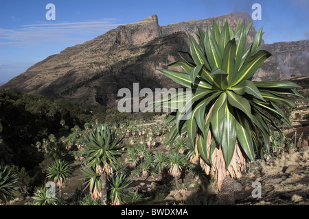 Afro alpine moorland and vegetation Ethiopia Simien Mountains Stock ...