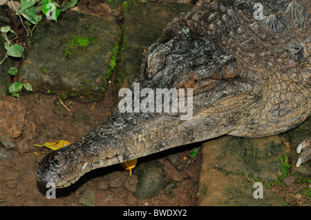 False gavial Tomistoma schlegelii, Bali Reptiles Park, Indonesia, Asia ...