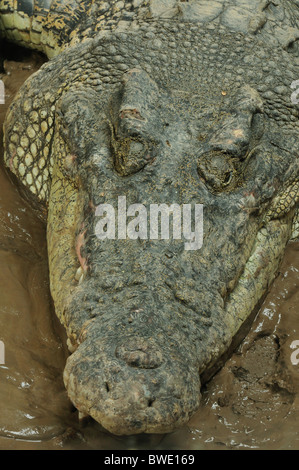 Saltwater Crocodile (Crocodylus porosus), Bali Reptile Park, Indonesia ...
