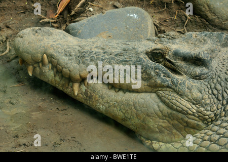 Saltwater Crocodile (Crocodylus porosus), Bali Reptile Park, Indonesia ...