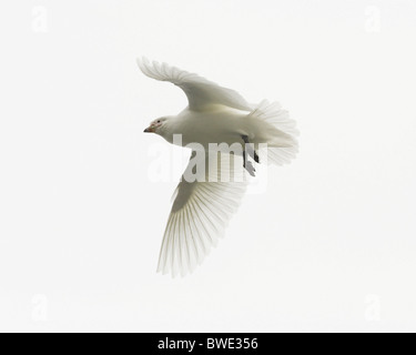 Snowy Sheathbill (Chionis albus) flying, Bransfield Strait, Antarctica ...