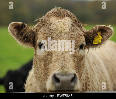 Simmental cow head Stock Photo - Alamy