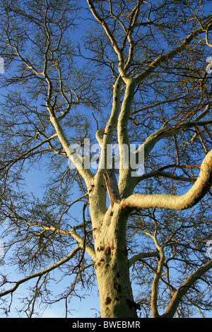 Fever Tree, Acacia xanthophloea, Fabaceae, South Africa. Close-up of ...