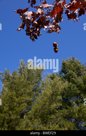 Acorns falling from Oak Tree late autumn Michigan USA, by Carol ...