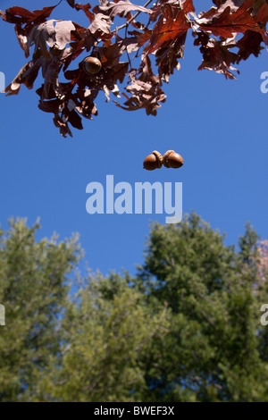 Acorns falling from Oak Tree late autumn Michigan USA, by Carol ...
