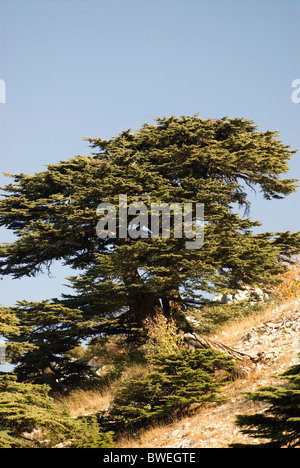 The Cedars of Lebanon, Cedrus libani, are a species of tree known for ...