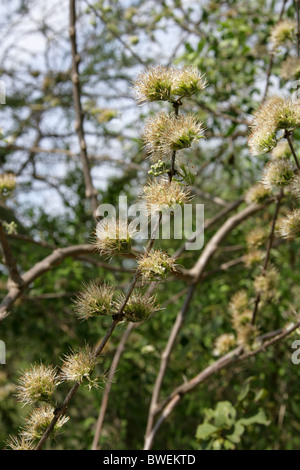 Red Bushwillow, Combretum apiculatum, Combretaceae. A Flowering Tree ...