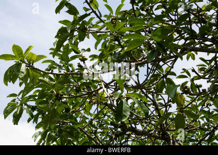 Giant-leaved Fig (Ficus lutea), Andasibe, Perinet, Alaotra-Mangoro ...