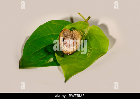 Betel leaf and Areca nut Stock Photo - Alamy