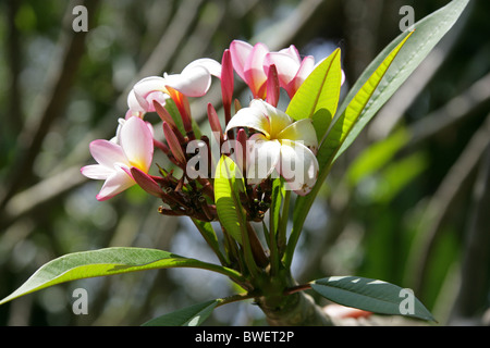 The Red Frangipani or Plumeria Rubra tree is an iconic tropical flower ...