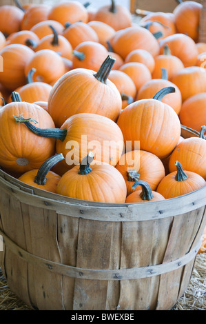 Display of round orange pumpkins at the farmers market in the fall ...