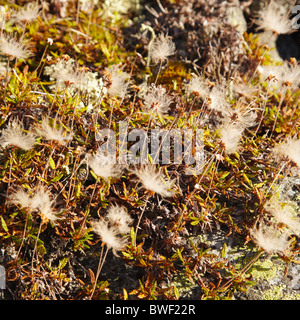 Fruits of northern mountain miniature plants Stock Photo - Alamy