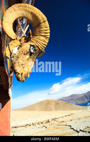 Close up view of a Ibex head mounted at the entrance of a monastery ...