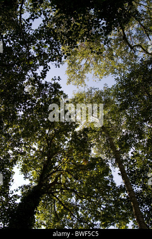 Tall Trees, View From Below Stock Photo - Alamy