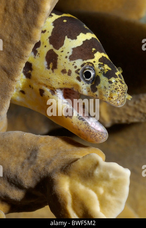 Chain Moray Eel (Echidna catenata), Bonaire, Netherlands Antilles Stock ...