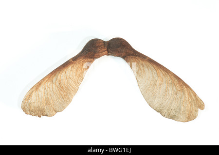 A Sycamore Key Stock Photo - Alamy
