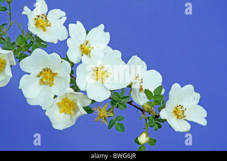 Burnet Rose, Scotch Briar, Scotch Rose (Rosa pimpinellifolia, Rosa ...