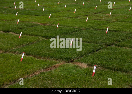 Turfgrass test plots Stock Photo - Alamy