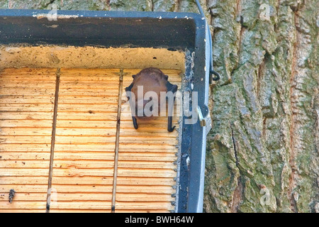 Bats nest in the trees outside the zoo, in Kumasi, Ghana Stock Photo ...