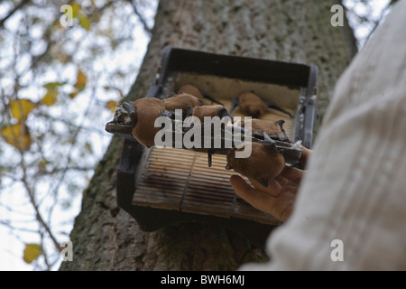 Bats nest in the trees outside the zoo, in Kumasi, Ghana Stock Photo ...