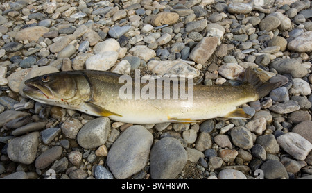 Bull Trout, Char (Salvelinus confluentus), fishermen's catch, gravel ...