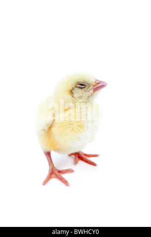 one chick stand on white background, isolated, close up Stock Photo - Alamy