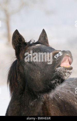 Young Connemara pony in winter Stock Photo - Alamy