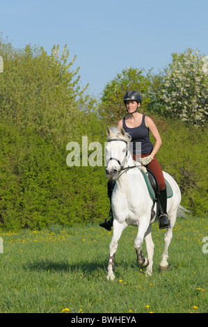 German Riding Pony in a gallop on a meadow Stock Photo - Alamy