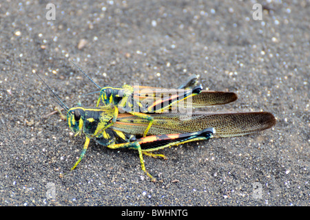 Large Painted Locust schistocerca melanocera Galapagos islands Stock ...