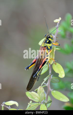 Large Painted Locust, Schistocerca melanocera, Santa Cruz Island ...