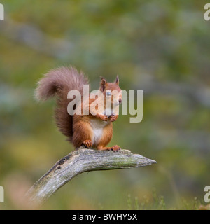 European red Squirrel sitting on a tree branch. Close up high quality ...