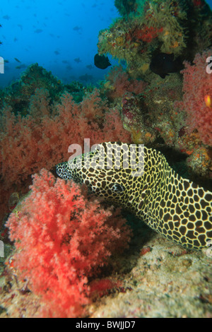 moraine fish underwater Maldives Asia Indian ocean Stock Photo - Alamy