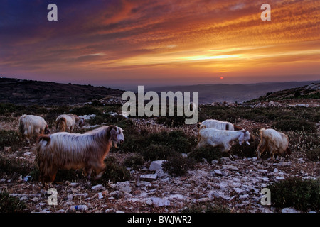 An ancestral landscape with syrian goats Stock Photo - Alamy