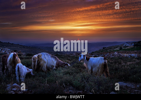 An ancestral landscape with syrian goats Stock Photo - Alamy