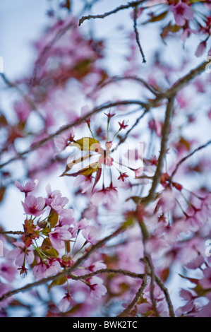 Flowering tree, Munich Botanical Garden, Bavaria, Germany Stock Photo ...
