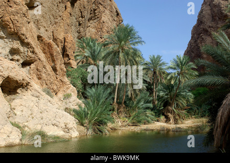gulch palms river flow brook stream water oasis desert scenery ...