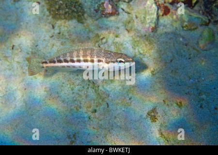 Comber Fish (Serranus cabrilla) Underwater Scene, Wildlife Stock Photo ...