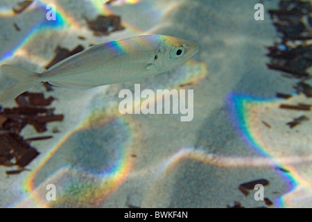 Close-Up Of Atlantic Horse Mackerel Fish Isolated On White Background ...