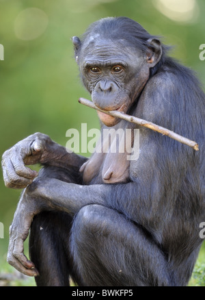 Bonobo - Pigmy chimpanzee - Dwarf chimpanzee (Pan paniscus) sitting ...