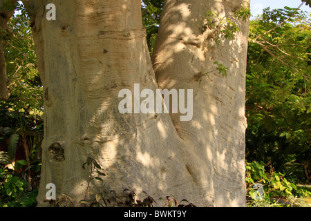 Iarael, Judean desert, Baobab tree in Kibbutz Ein Gedi by the Dead Sea ...