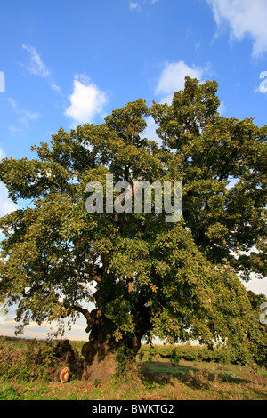 Iarael, Sharon region, Mount Tabor Oak (Quercus ithaburensis) tree in ...
