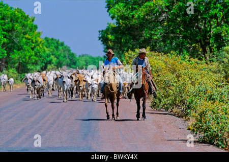 Venezuela South America Herdsmen Vaqueros Los Llanos Estado De Apure ...