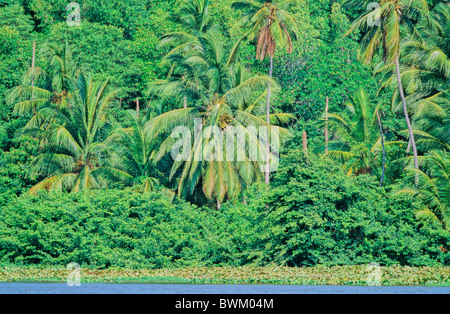 Venezuela South America Palms Lake Water Shore Coast Forest Nature ...