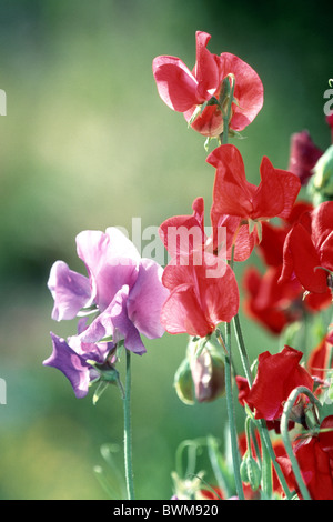 Sweet pea, Lathyrus odoratus, is a flowering plant in the genus ...
