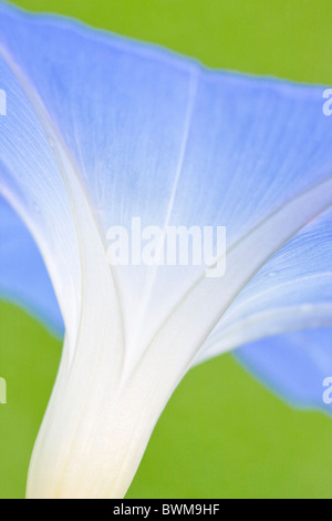 Blue flower of Morning Glory ,Ipomoea in the garden blue morning glory ...