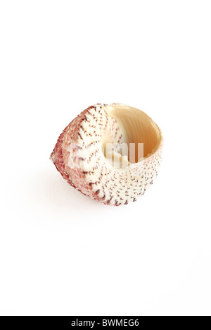 Marine cockleshell of rose color on a white background Stock Photo - Alamy