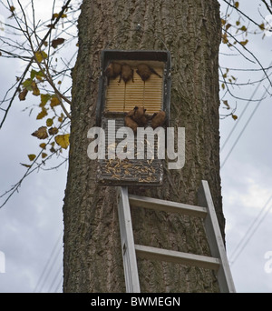 Bats nest in the trees outside the zoo, in Kumasi, Ghana Stock Photo ...