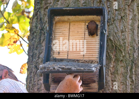 Bats nest in the trees outside the zoo, in Kumasi, Ghana Stock Photo ...