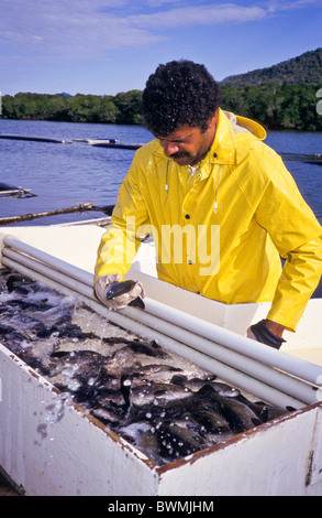 Barramundi fish farm, Hinchinbrook Island, Queensland, Australia Stock ...