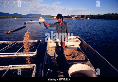 Barramundi fish farm, Hinchinbrook Island, Queensland, Australia Stock ...